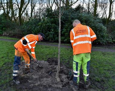 New Tree Planting - St Helens Borough Council